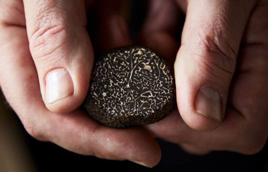 Buy Fresh Black Truffles Online | Perigord Black Winter Truffles