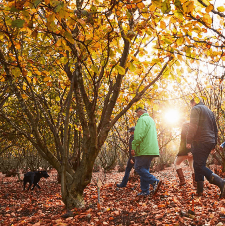 Truffle Hunting Adventure: France to the Land Down Under